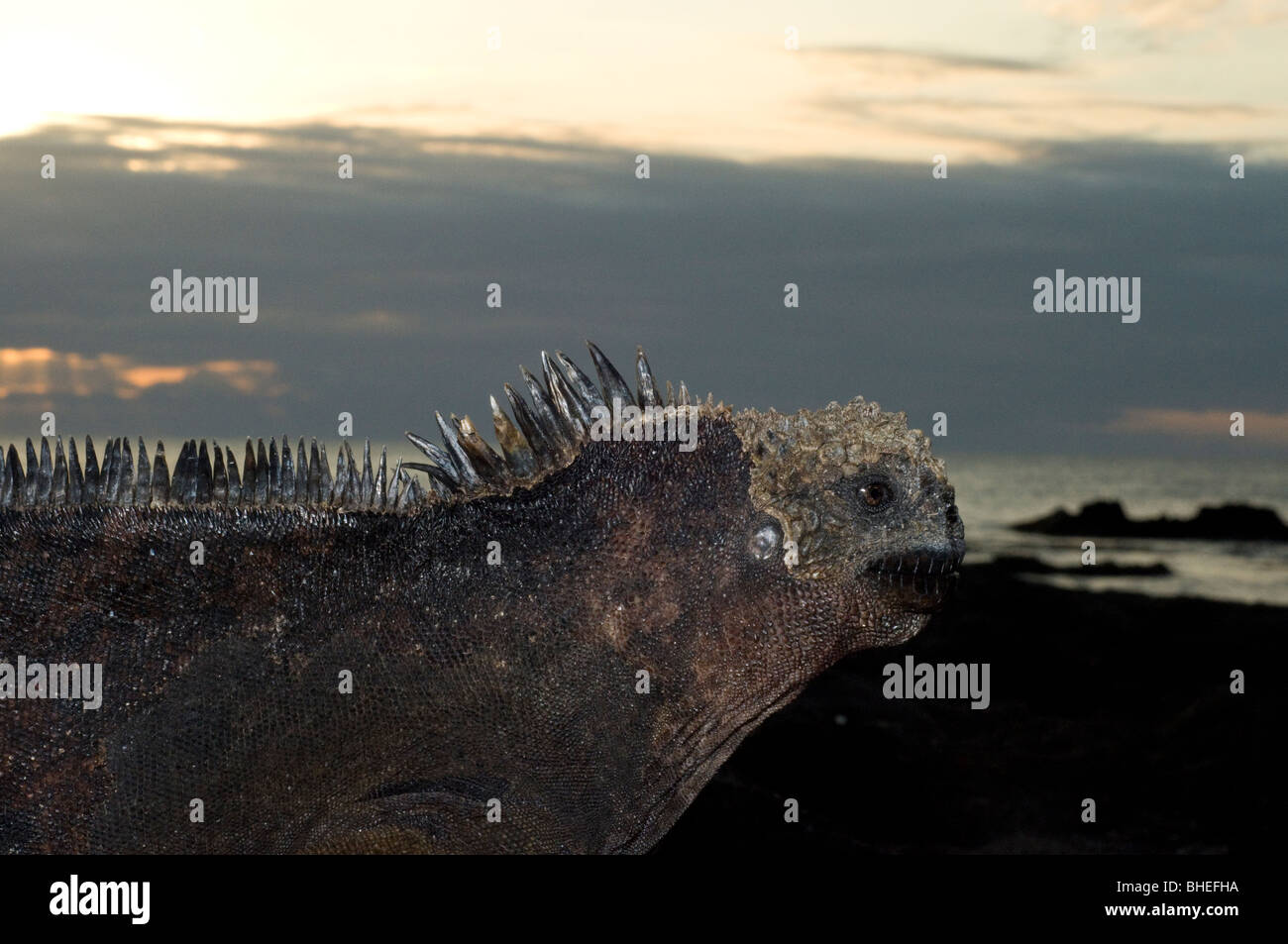 Galapagos giant tortoise iguana hi-res stock photography and images - Alamy