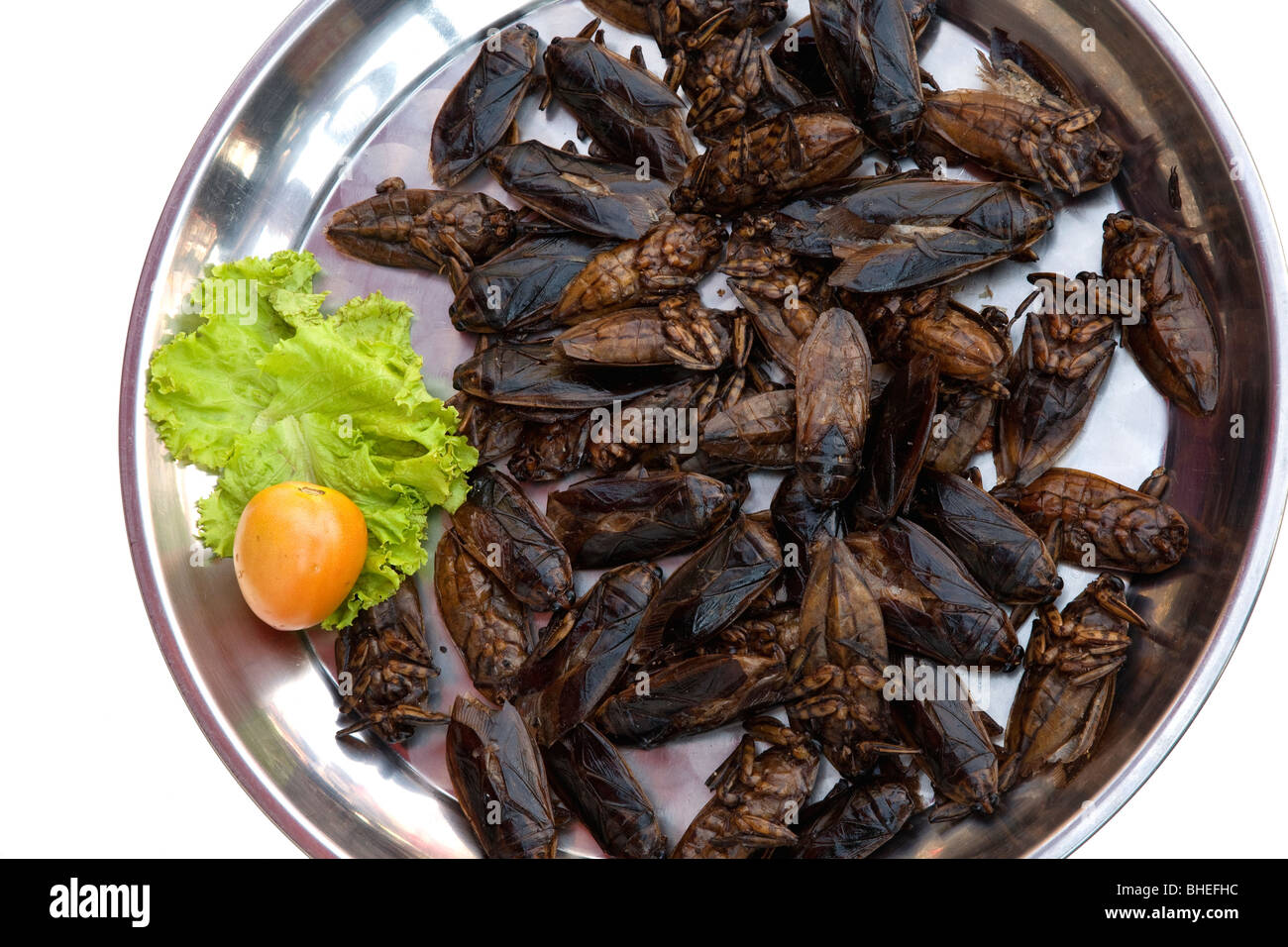 "Bush Tucker meal" Plate of Edible Fried Insect Foods eat, bug ...