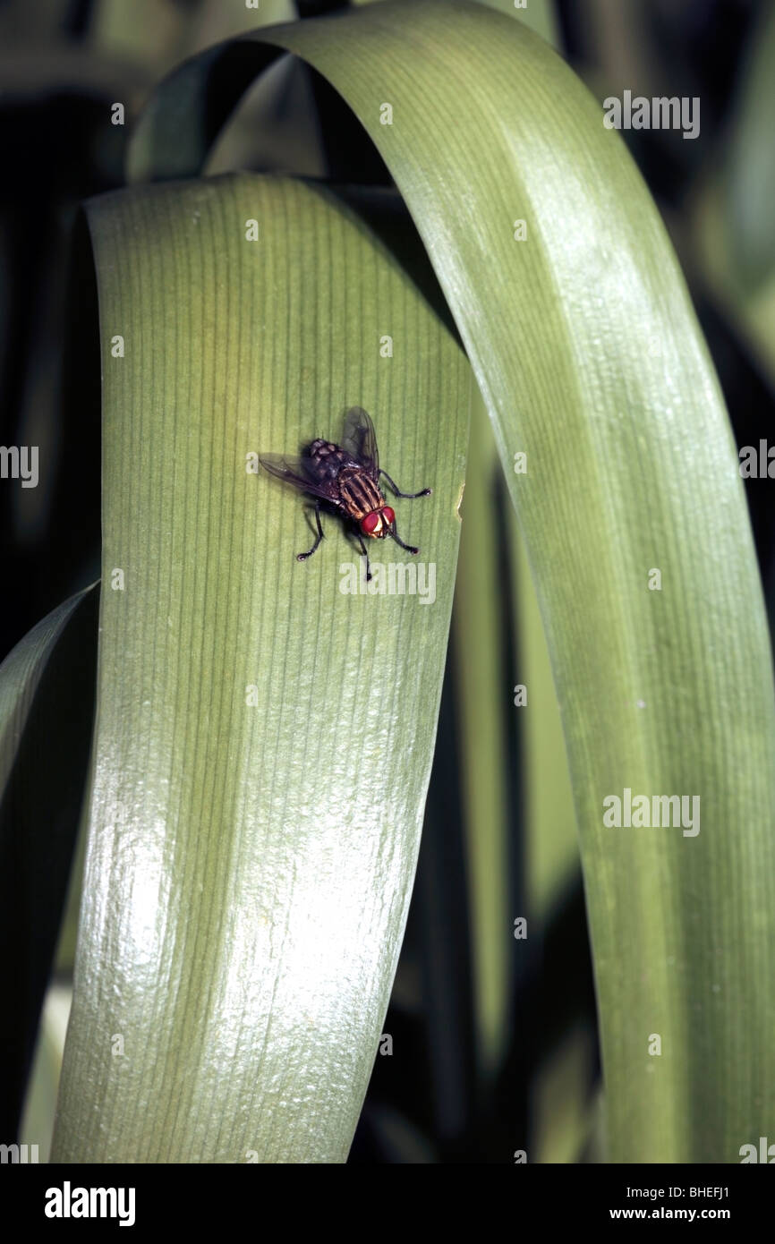 Grey-Striped Fly/Flesh Fly- Sarcophaga aurifrons- Family Sarcophagidae ...