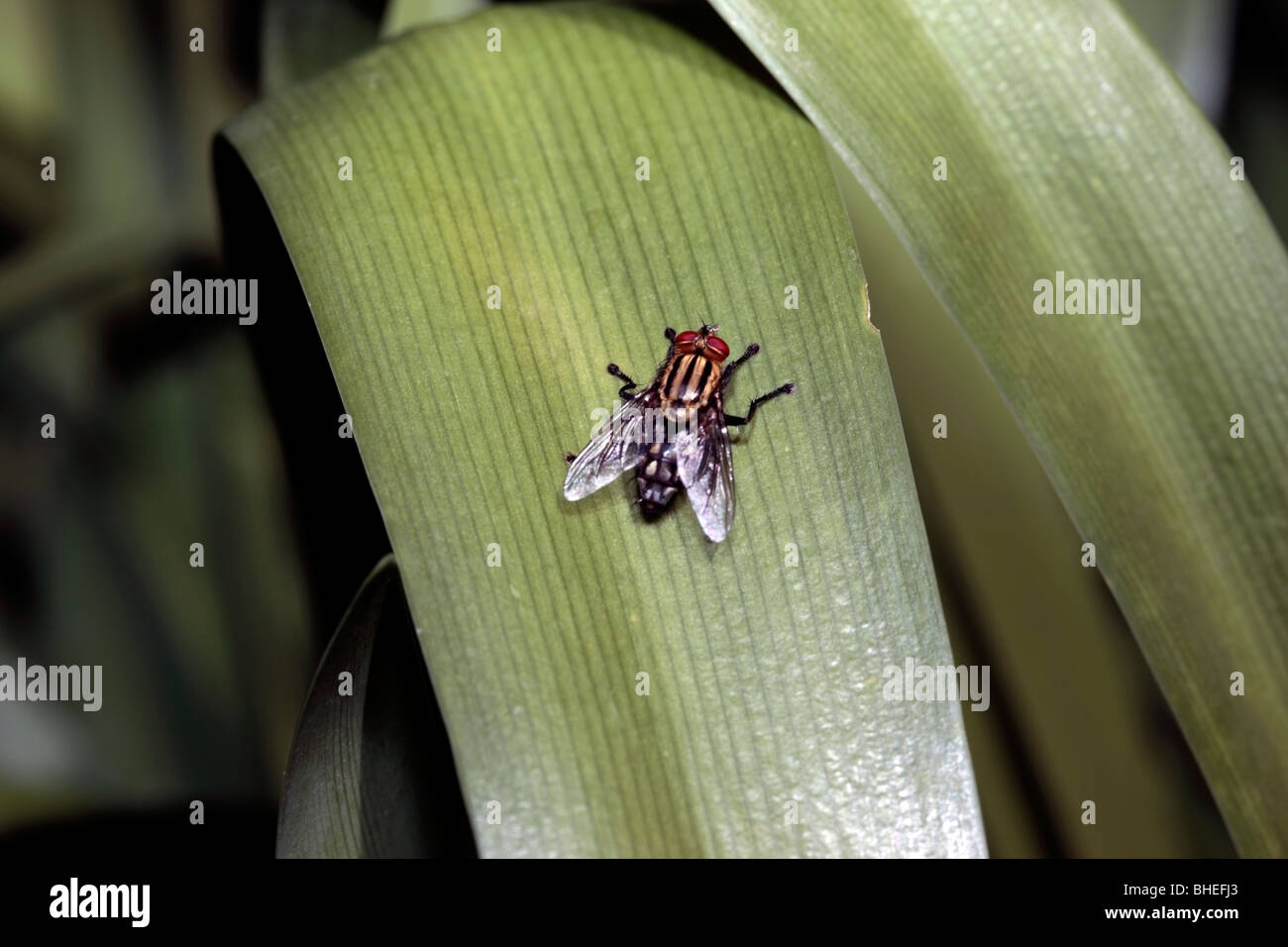 Grey-Striped Fly/Flesh Fly- Sarcophaga aurifrons- Family Sarcophagidae ...