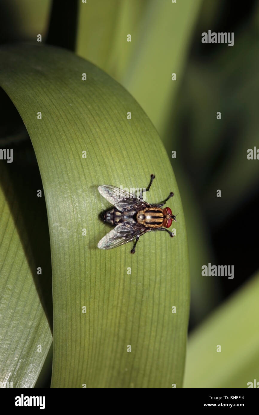 Grey-Striped Fly/Flesh Fly- Sarcophaga aurifrons- Family Sarcophagidae ...