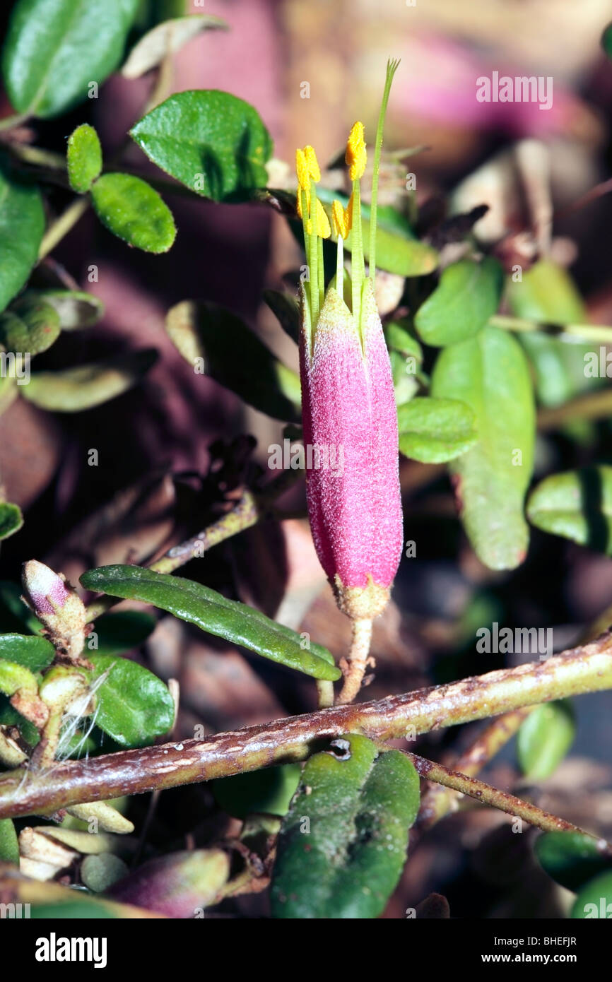 Reflexa hi-res stock photography and images - Alamy