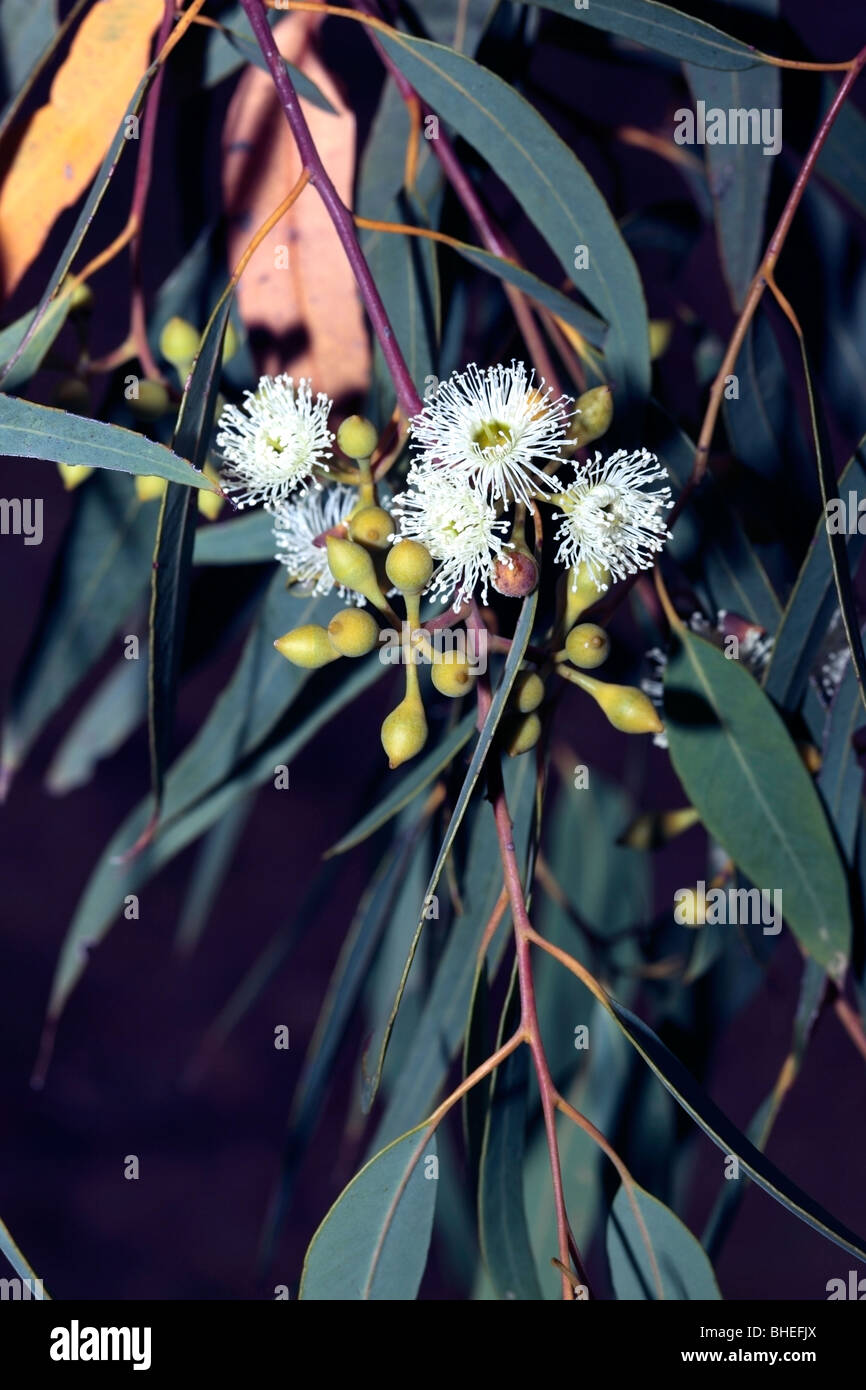 Blackbutt tree hi-res stock photography and images - Alamy