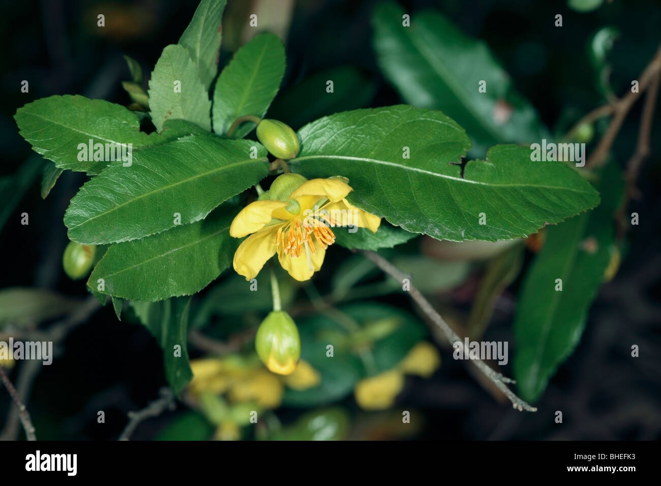 Ochna atropurpurea hi-res stock photography and images - Alamy