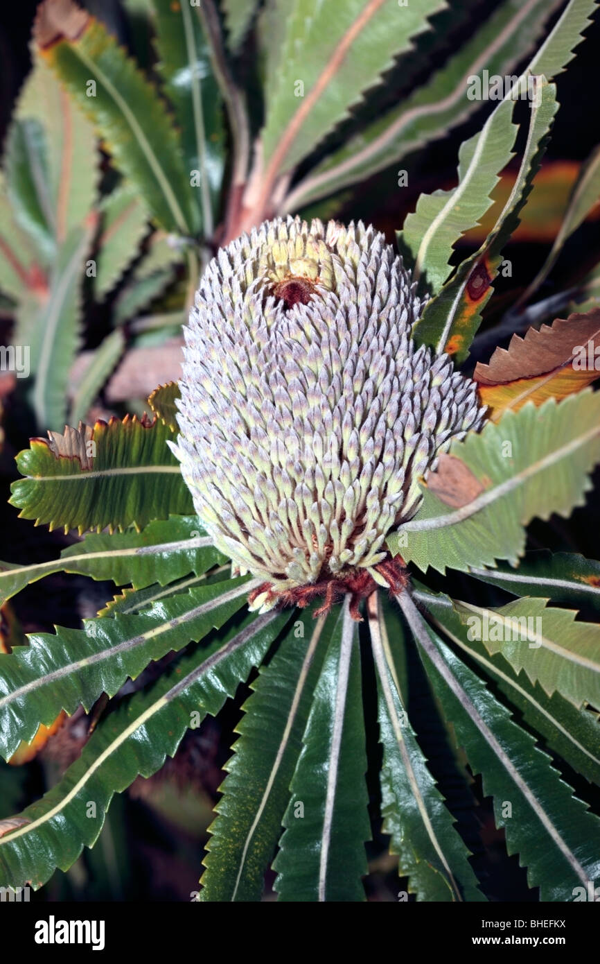 Banksias hi-res stock photography and images - Alamy