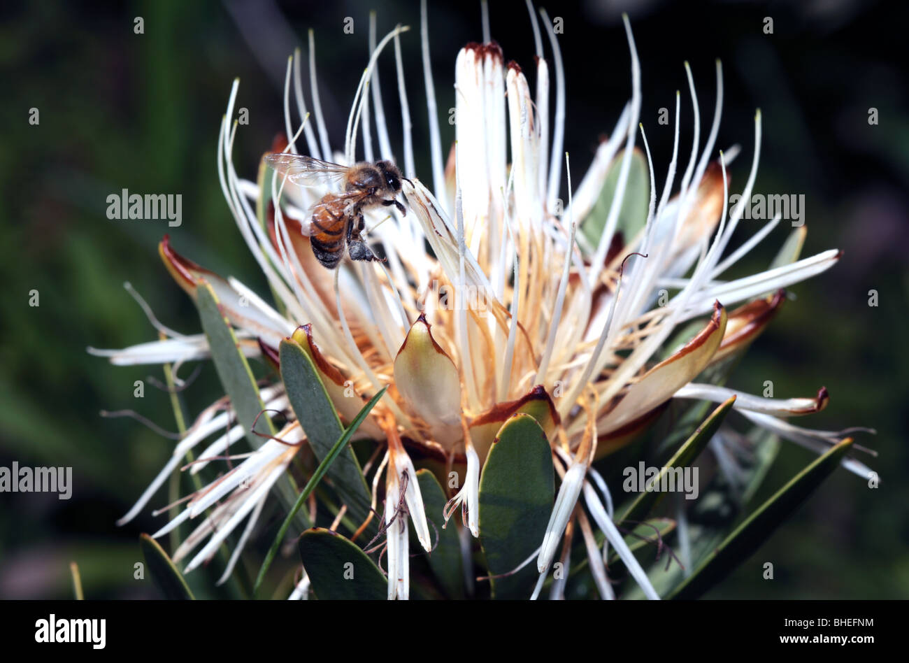 Honey Bee collecting pollen from Protea flower, large pollen sacs- Apis ...
