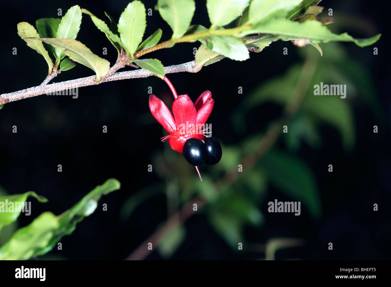 Carnival Bush / Mickey Mouse plant- Ochna serrulata syn.Ochna ...