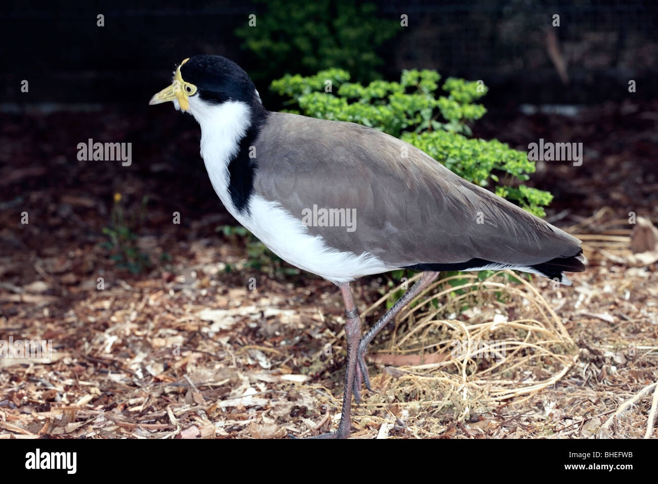 Masked lapwing- Vanellus miles- Family Charadriidae Stock Photo - Alamy