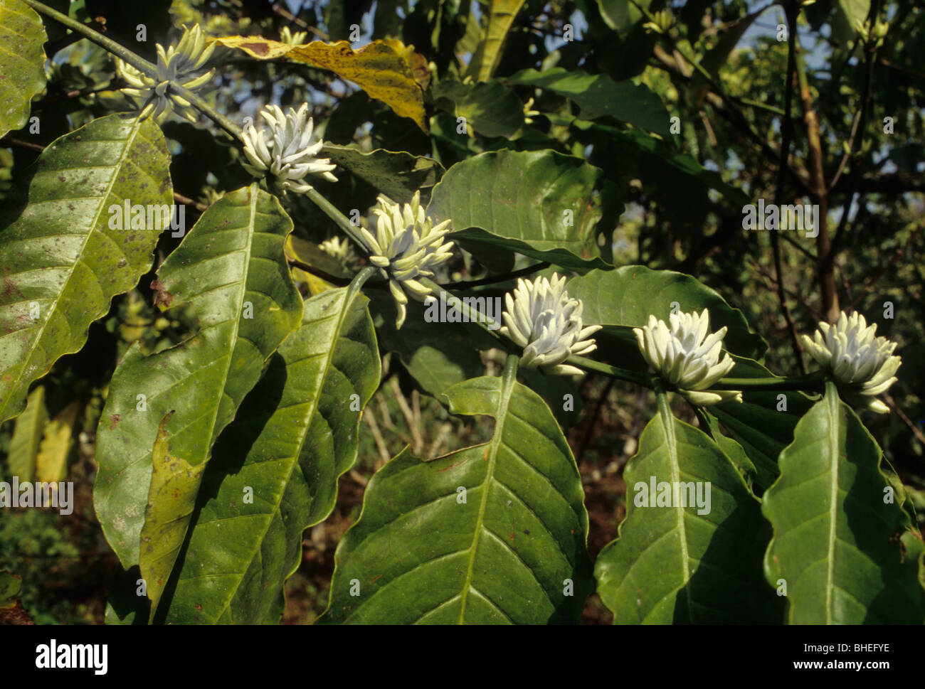 Bingerville cote divoire ivory coast hi-res stock photography and ...