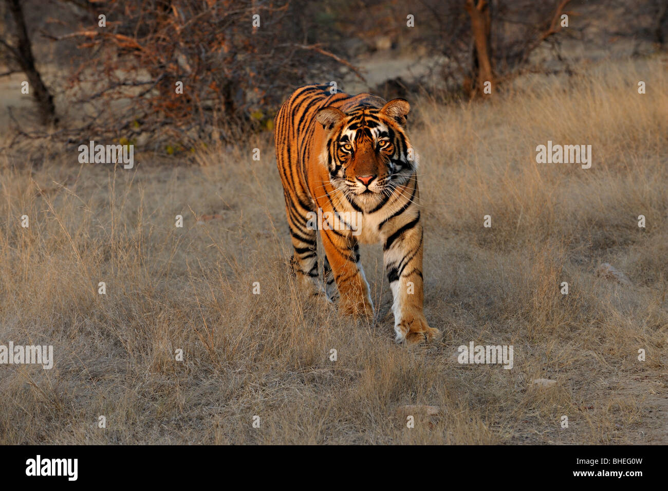 Male tiger on evening hi-res stock photography and images - Alamy