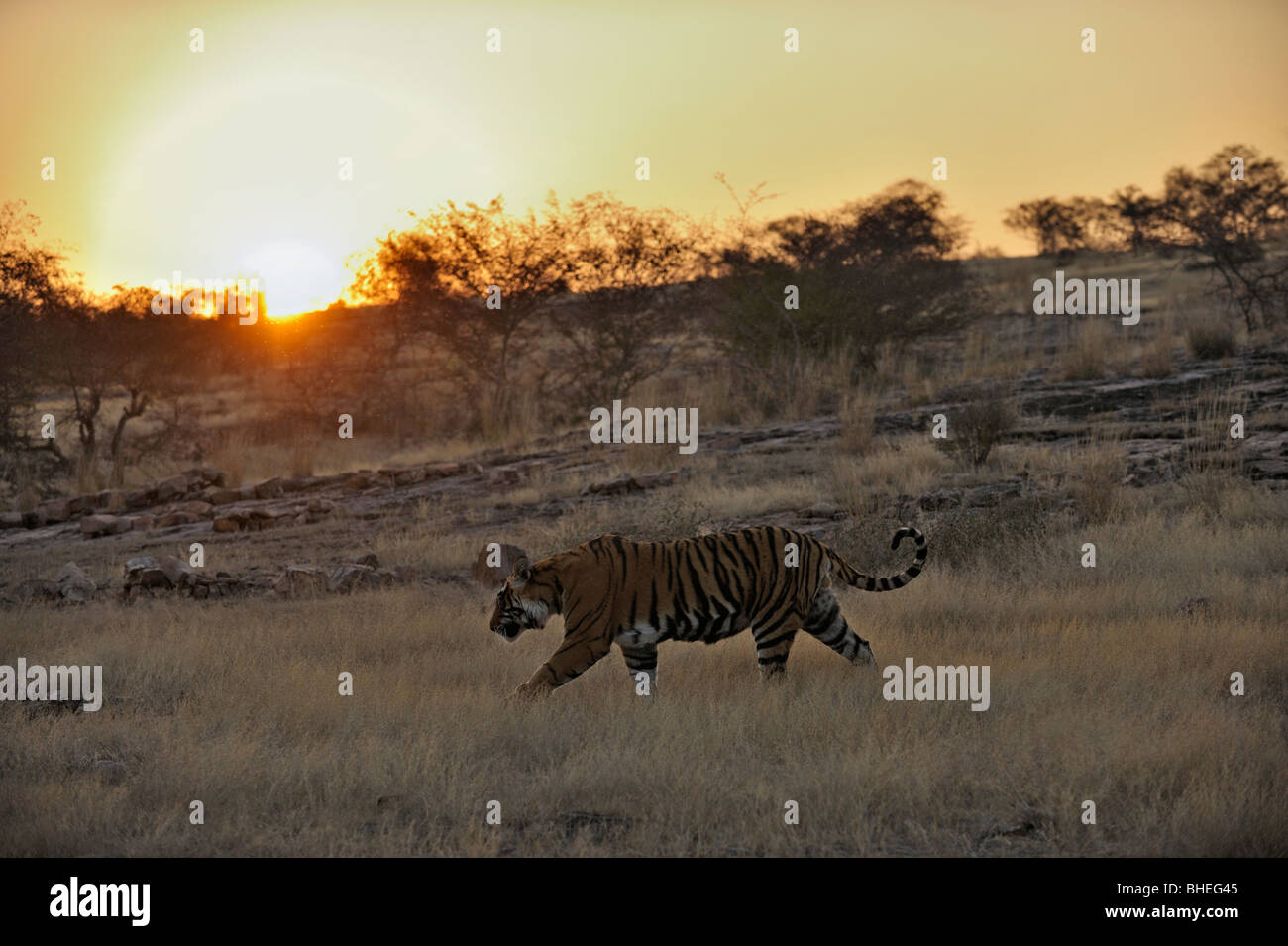 Tiger at sunset in the dry deciduous habitat of Ranthanbhore tiger ...