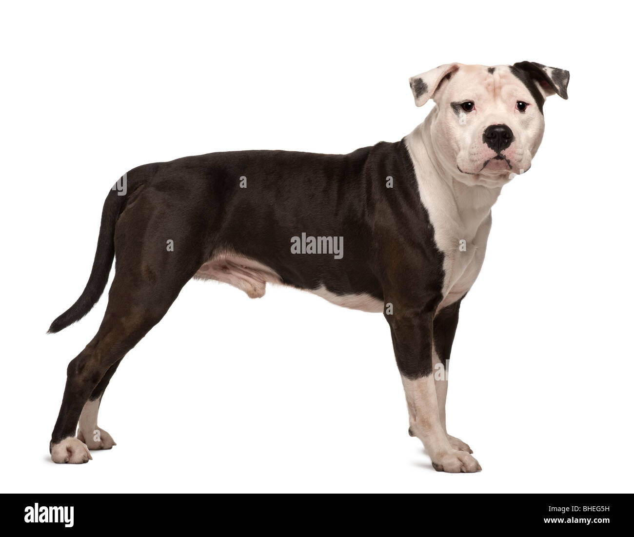 Old american staffordshire terrier hi-res stock photography and images ...