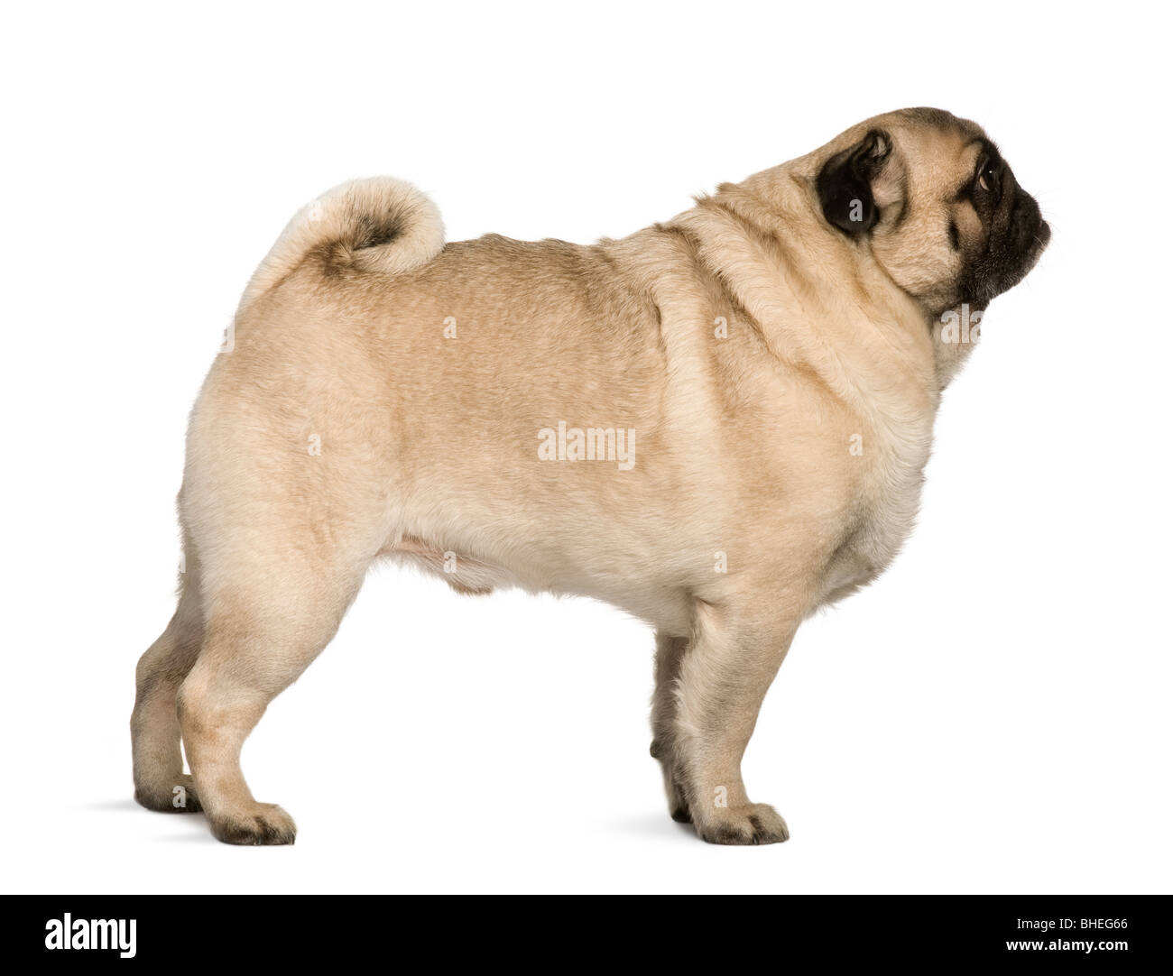 Pug, 6 years old, standing in front of white background Stock Photo - Alamy