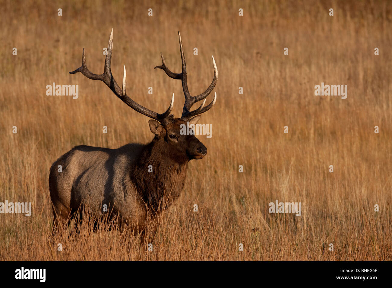 Elk breeding hi-res stock photography and images - Alamy