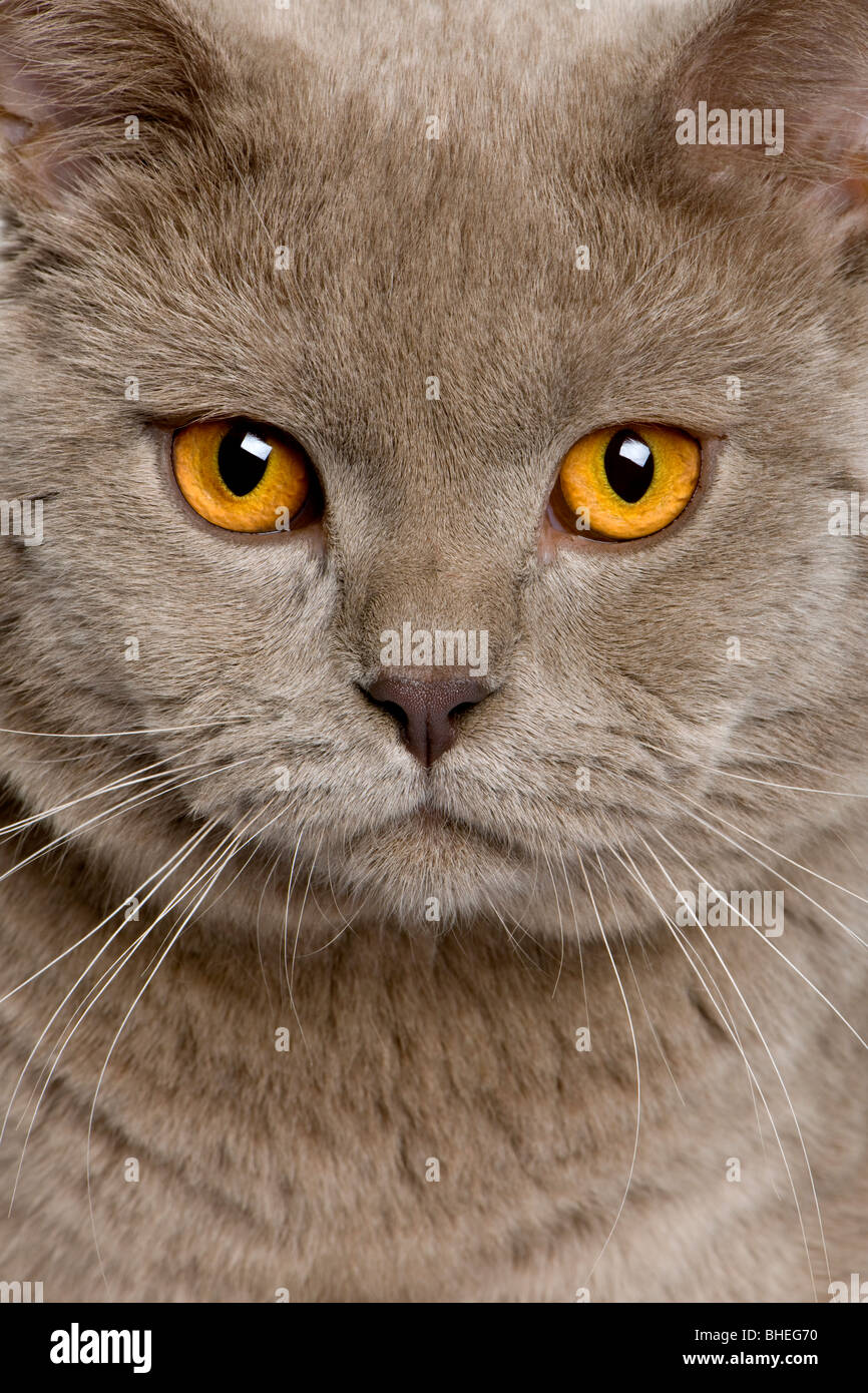 British shorthair face hi-res stock photography and images - Alamy