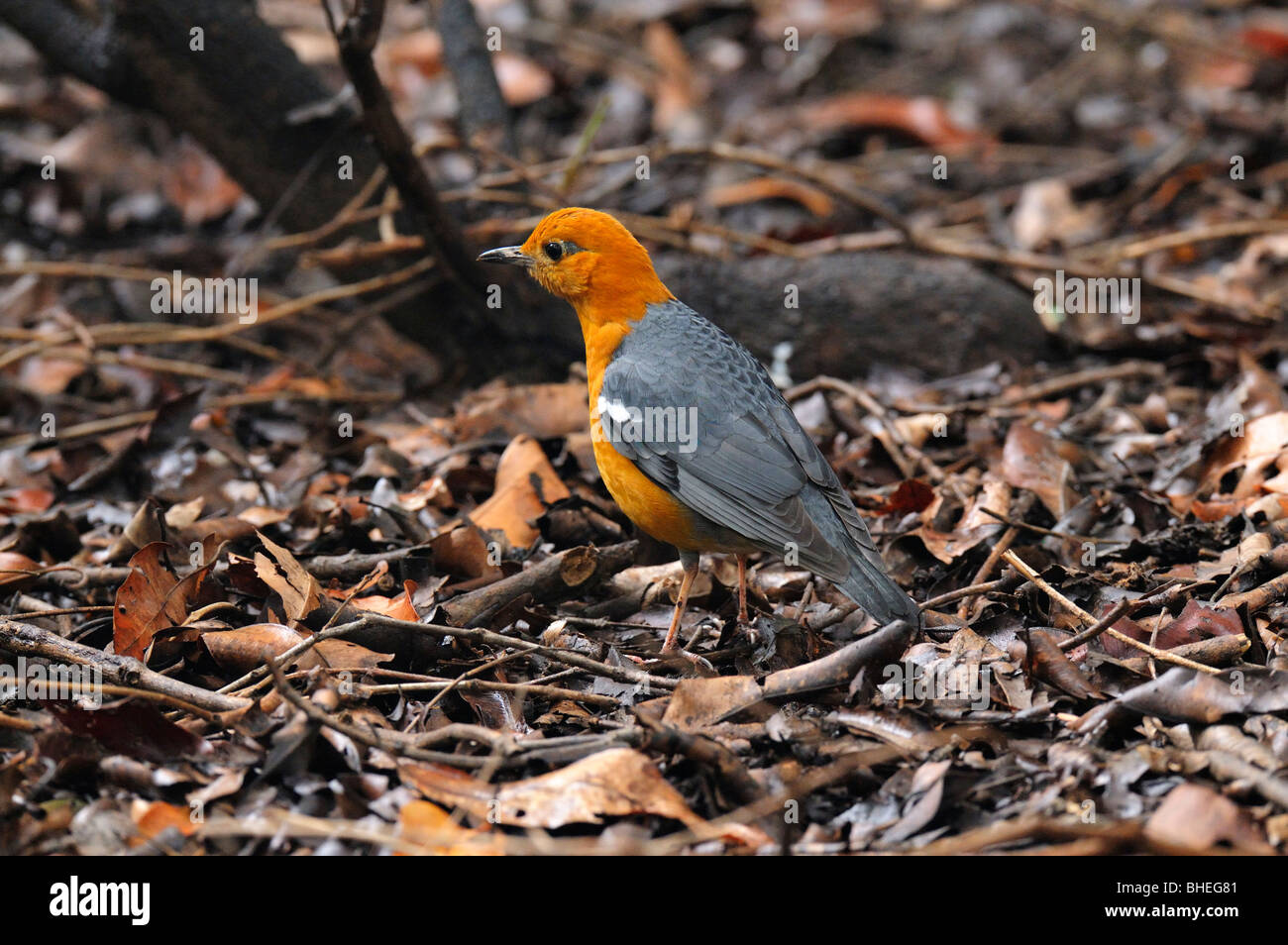 Orange-headed Ground Thrush (Zoothera citrina) in Keola Deo Ghana ...
