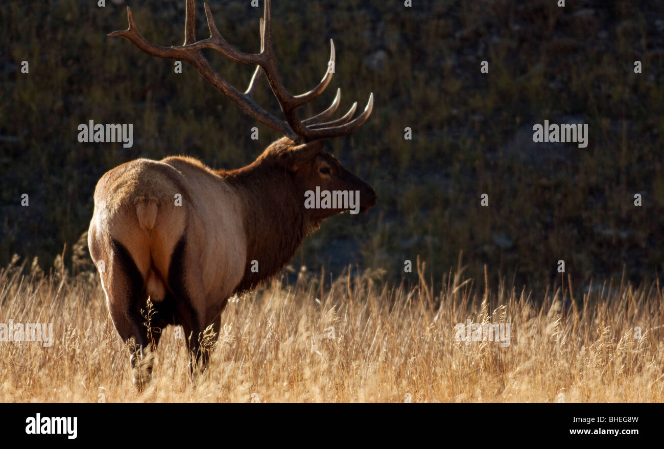 Elk breeding hi-res stock photography and images - Alamy