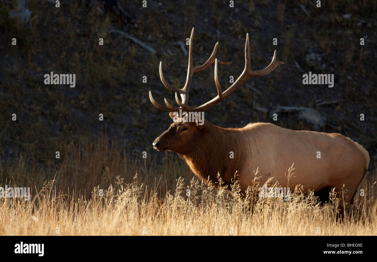 Elk breeding hi-res stock photography and images - Alamy
