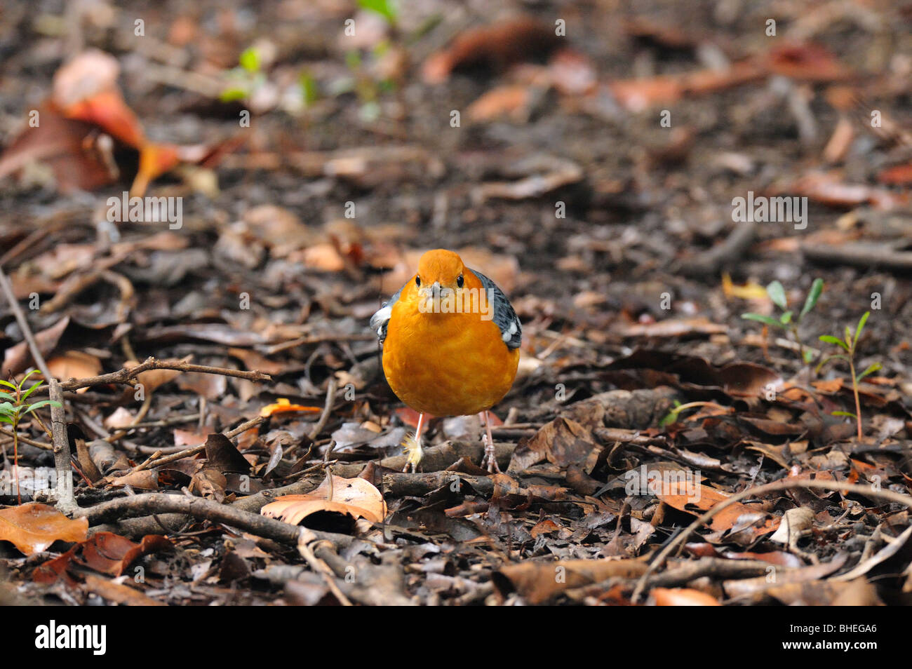 Orange-headed Ground Thrush (Zoothera citrina) in Keola Deo Ghana ...