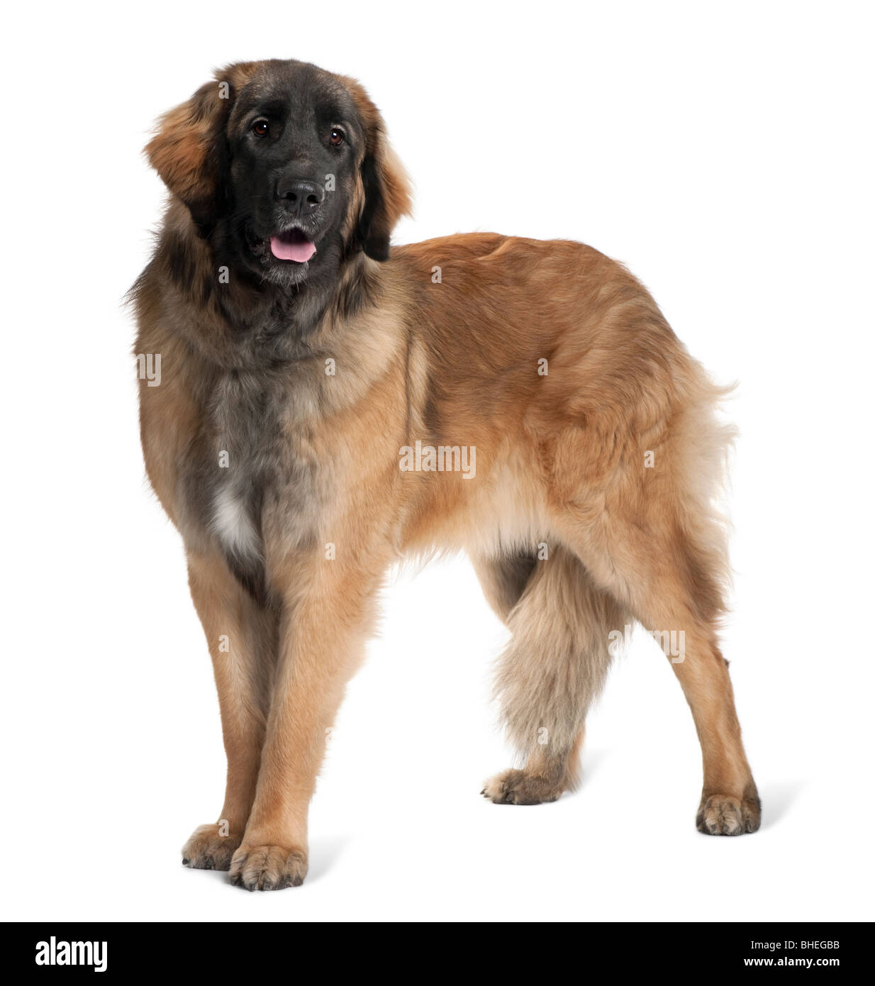 Leonberger dog, 10 months old, standing in front of white background ...