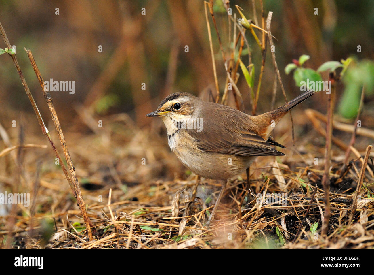 Bluethroat (Luscinia svecica) in Keoladeo Ghana national park ...