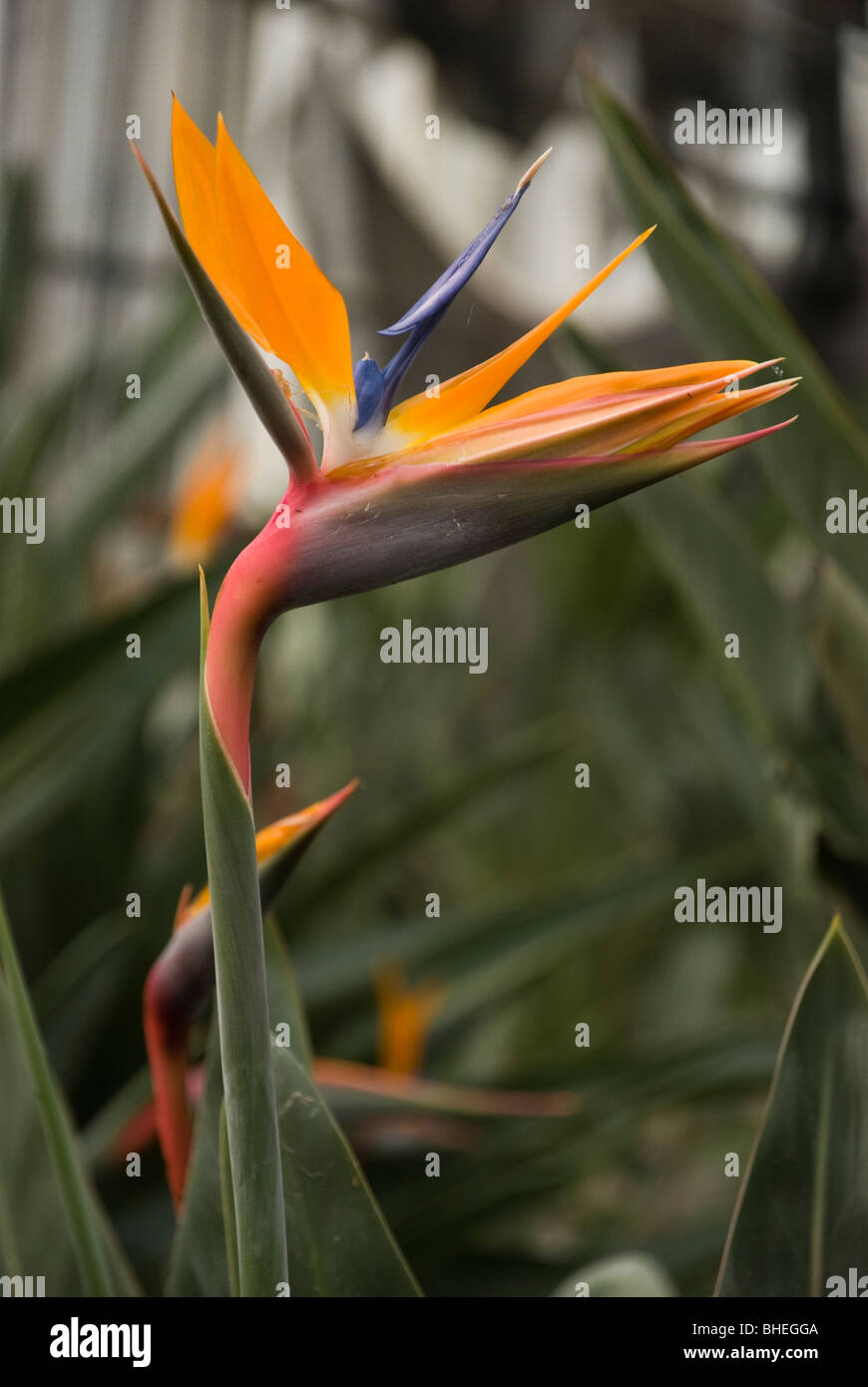 flower of Strelitzia Stock Photo - Alamy