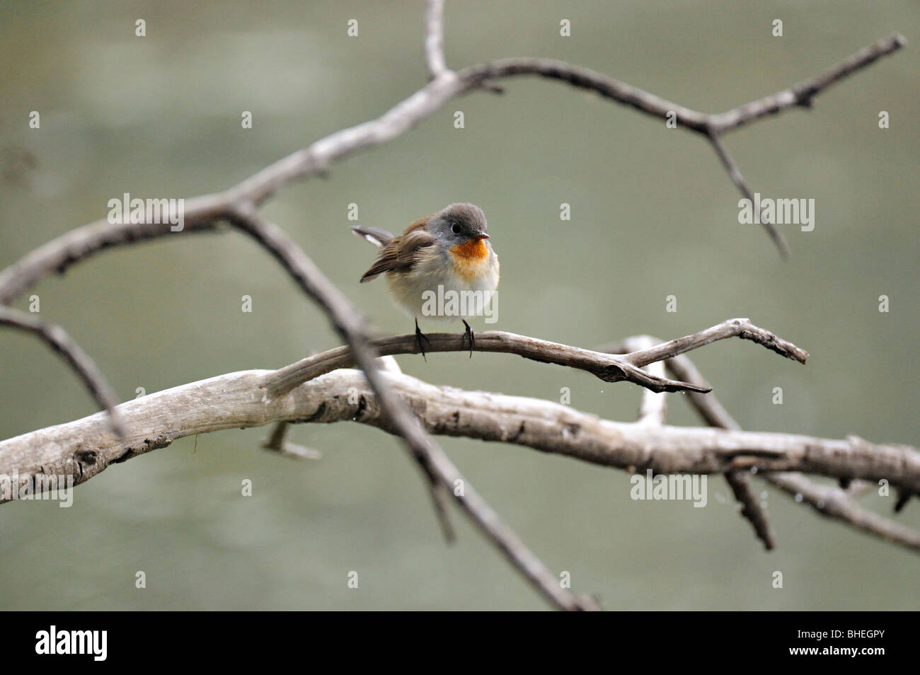 Red-breasted Flycatcher (Ficedula parva) in Bharatpur Stock Photo - Alamy