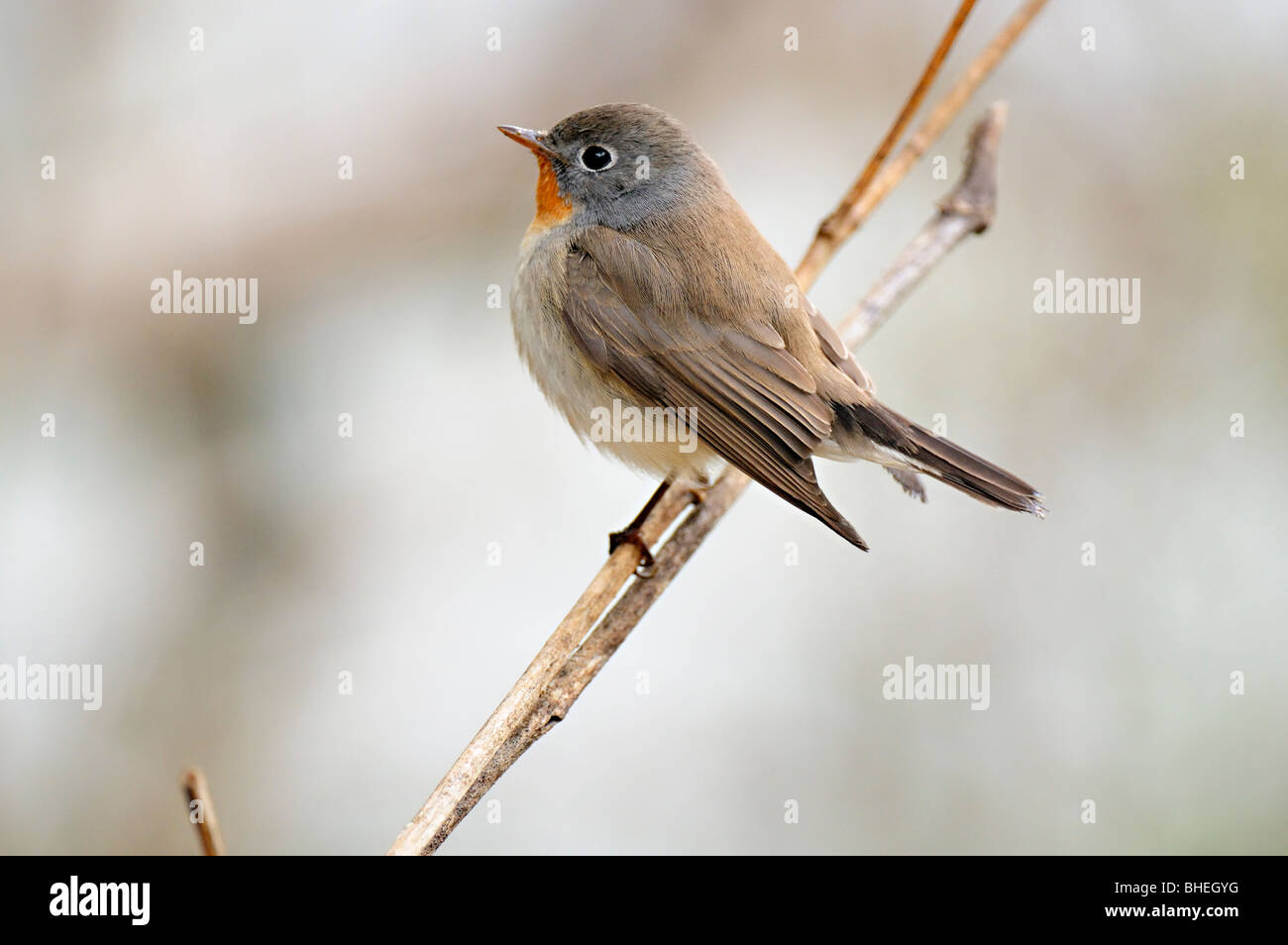 Red-breasted Flycatcher (Ficedula parva) in Bharatpur Stock Photo - Alamy