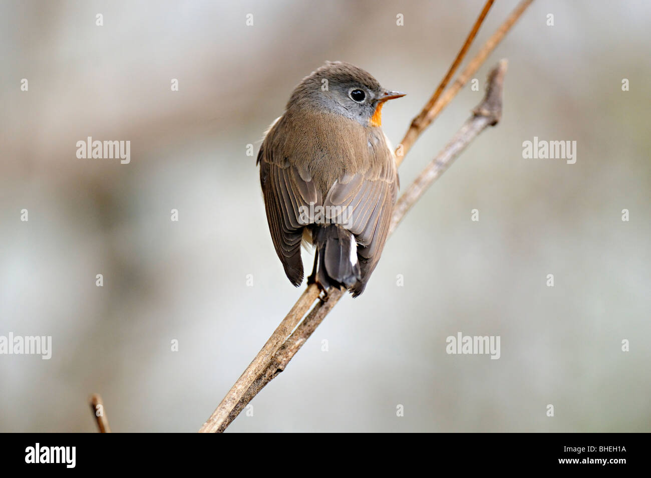 Red-breasted Flycatcher (Ficedula parva) in Bharatpur Stock Photo - Alamy