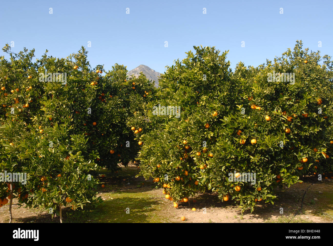 Orange fruit trees spain hi-res stock photography and images - Alamy
