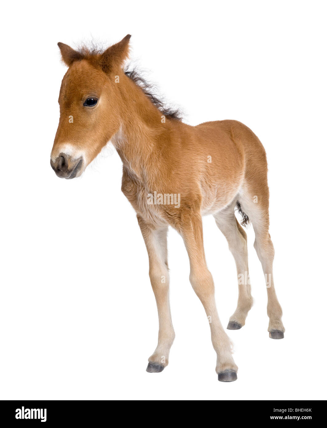 Baby horse foal Cut Out Stock Images & Pictures - Alamy