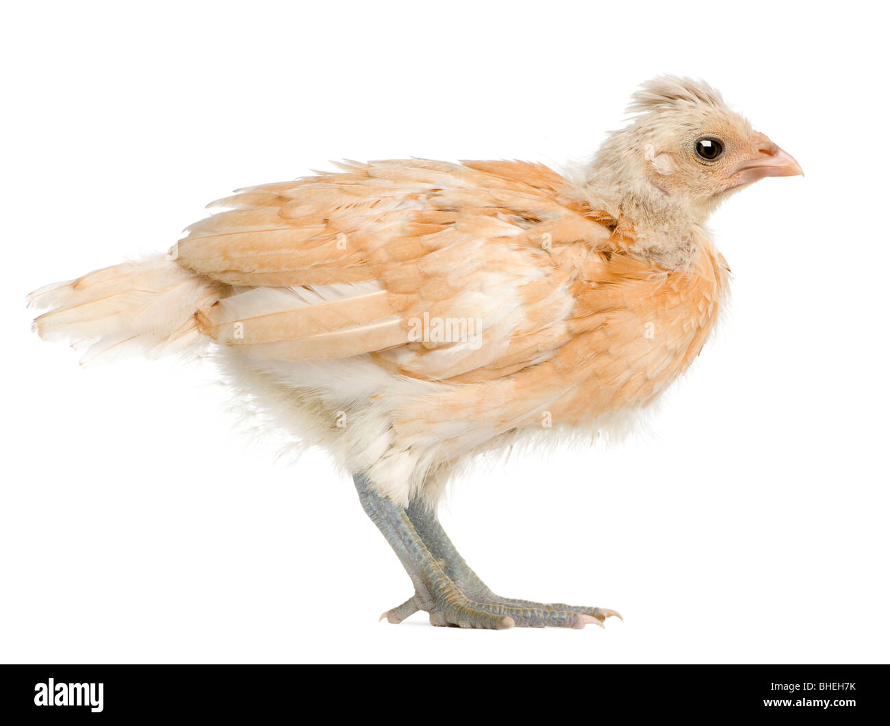 Polish chicken hi-res stock photography and images - Alamy