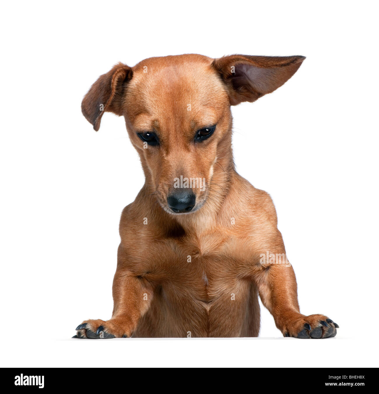 Studio shot adorable brown Cut Out Stock Images & Pictures - Alamy