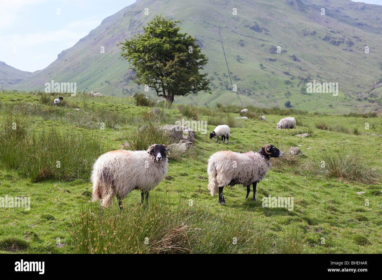 Upland sheep hill farming hi-res stock photography and images - Alamy