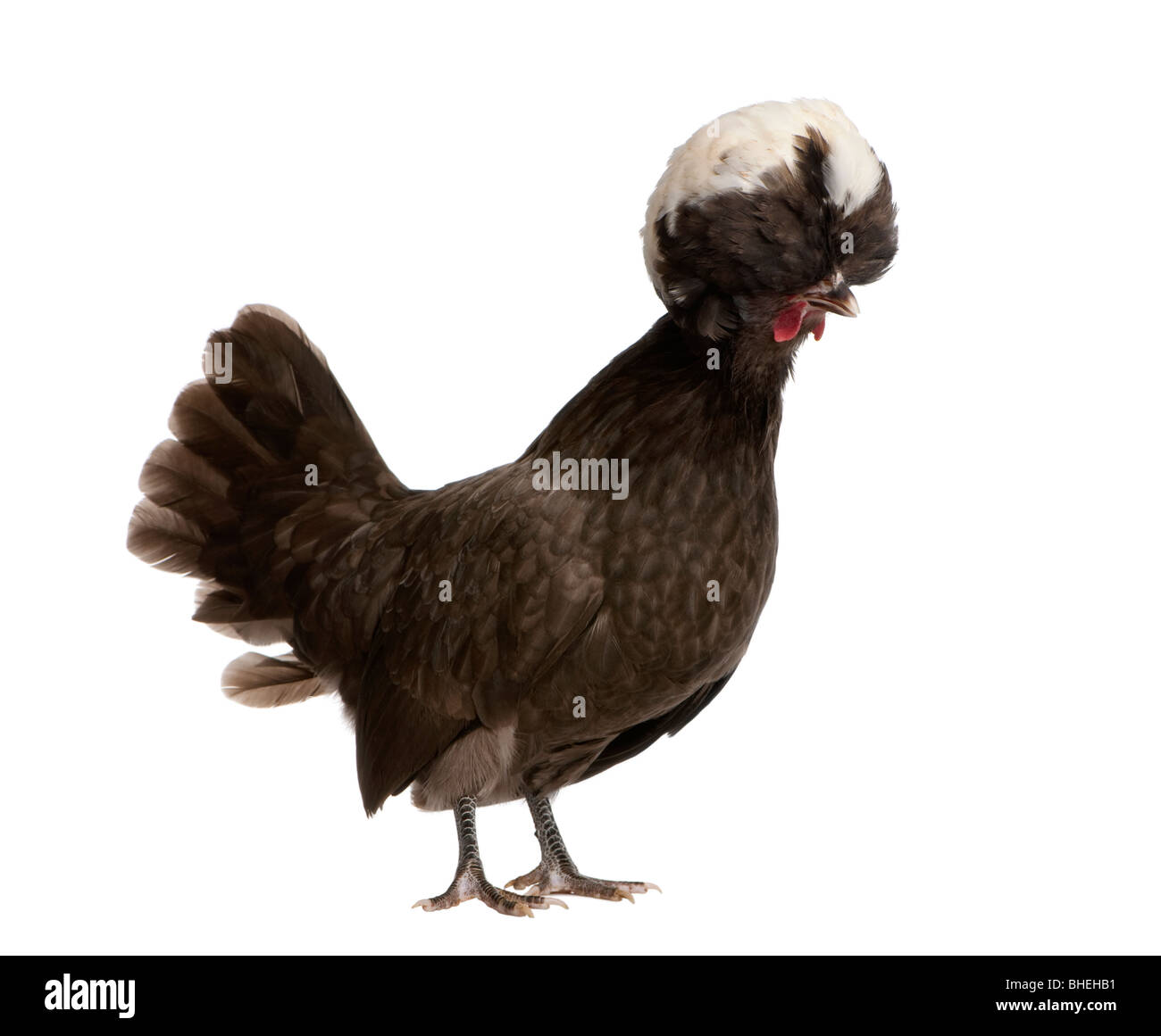 Holland dwarf rooster white-crested chicken, 5 months old, standing in ...