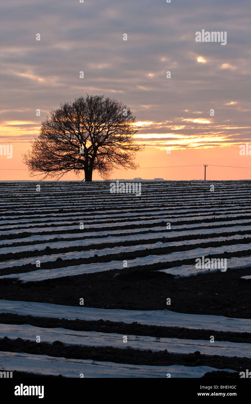 Polythene strip farming near Sutton Scarsdale, Derbyshire Stock Photo ...