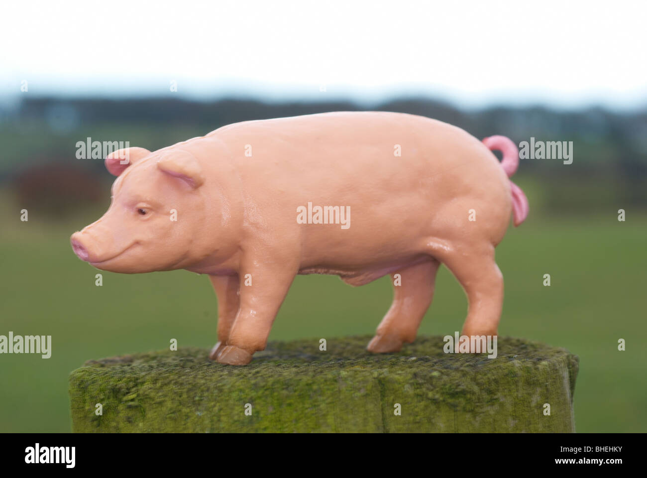 Plastic pig model photographed outside in a field Stock Photo - Alamy