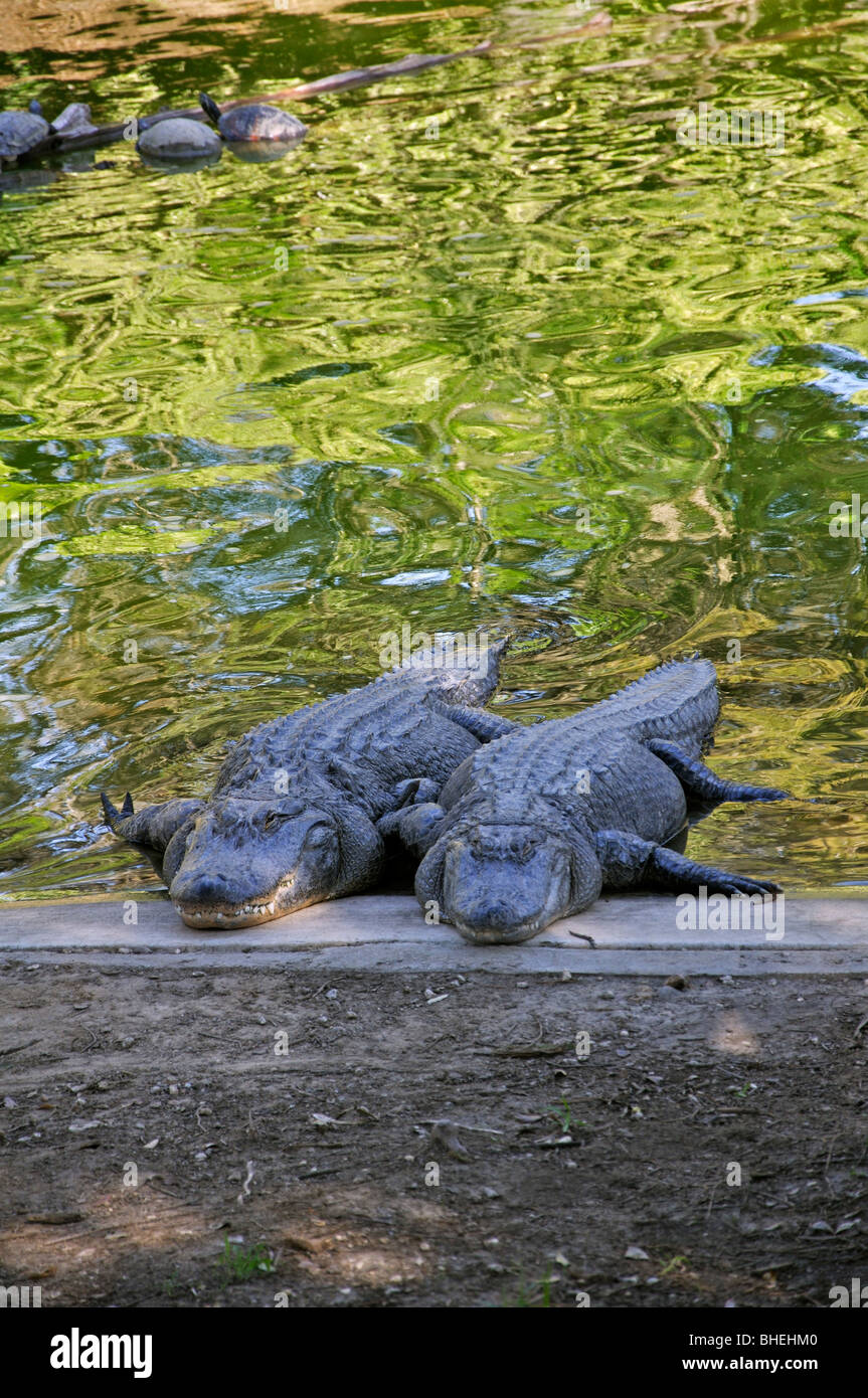 Pair of crocodiles hi-res stock photography and images - Alamy