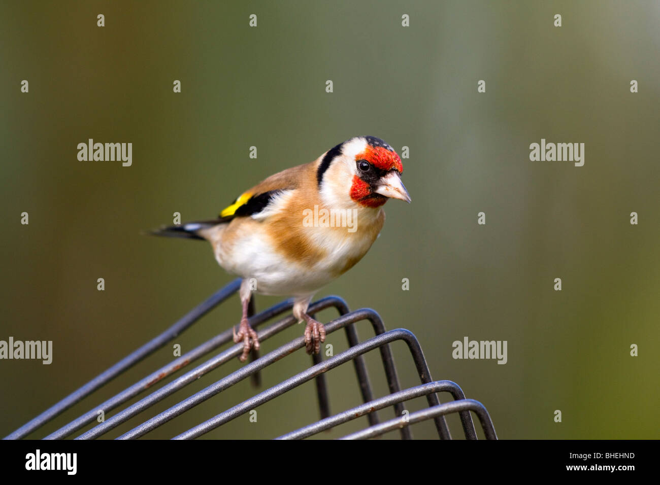 Rake hi-res stock photography and images - Alamy