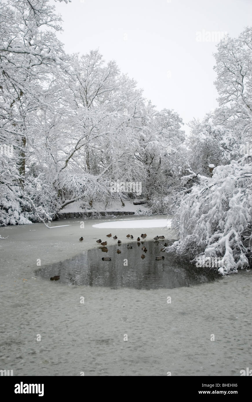 Pond cover winter hi-res stock photography and images - Alamy