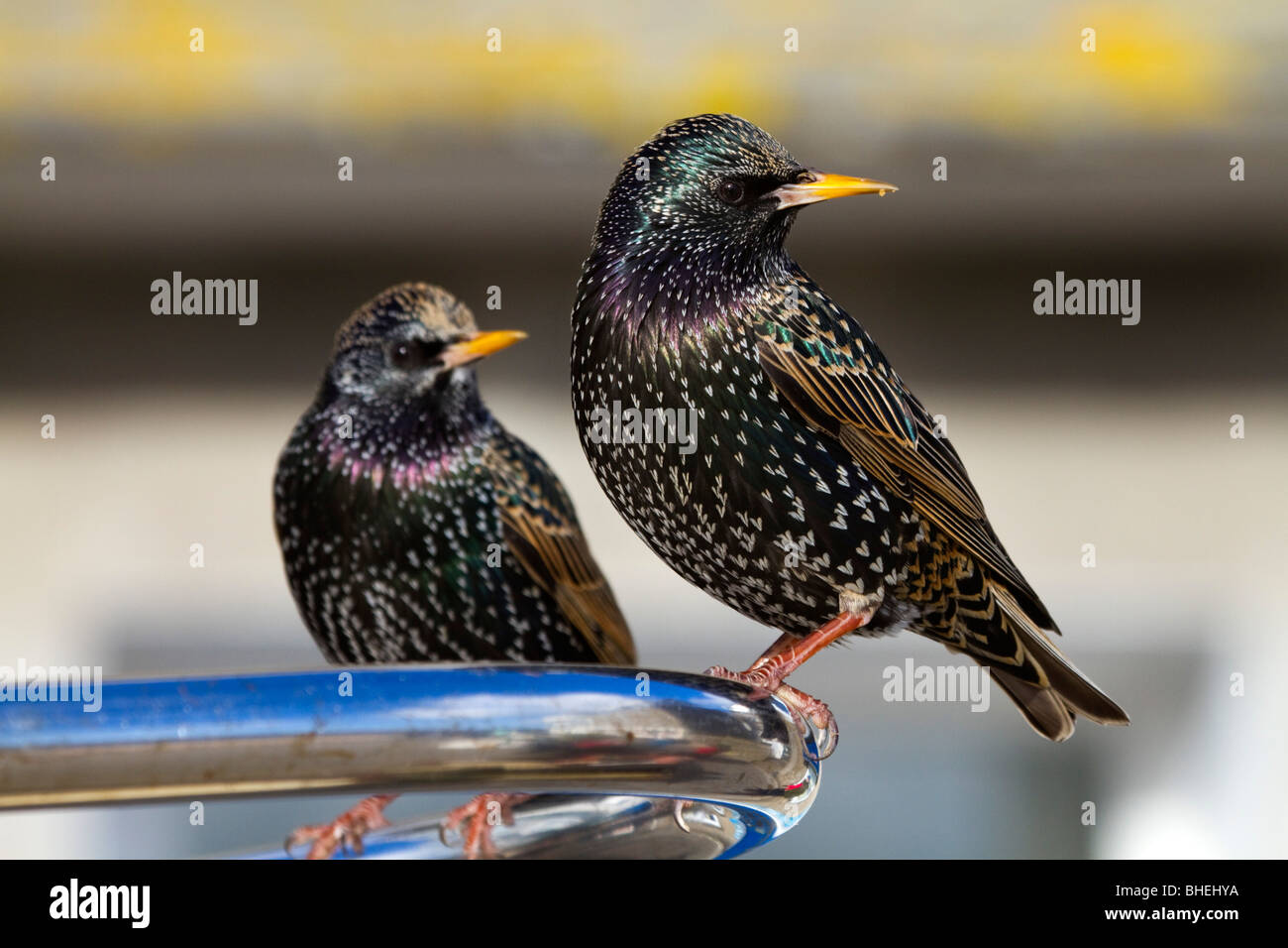 Starlings hi-res stock photography and images - Alamy