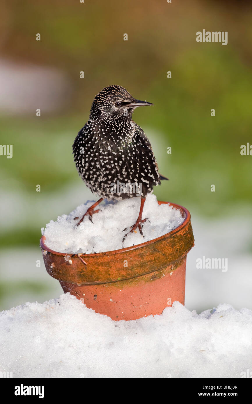 Starling in winter plumage hi-res stock photography and images - Alamy