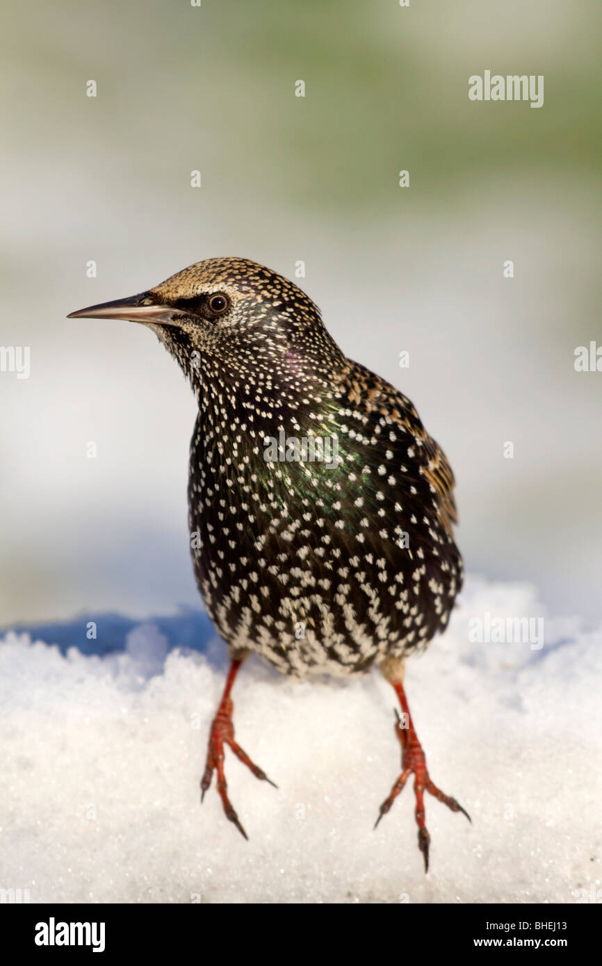 Starling in winter hi-res stock photography and images - Alamy