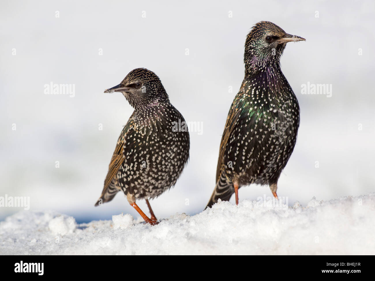 Starlings sturnus vulgaris hi-res stock photography and images - Alamy