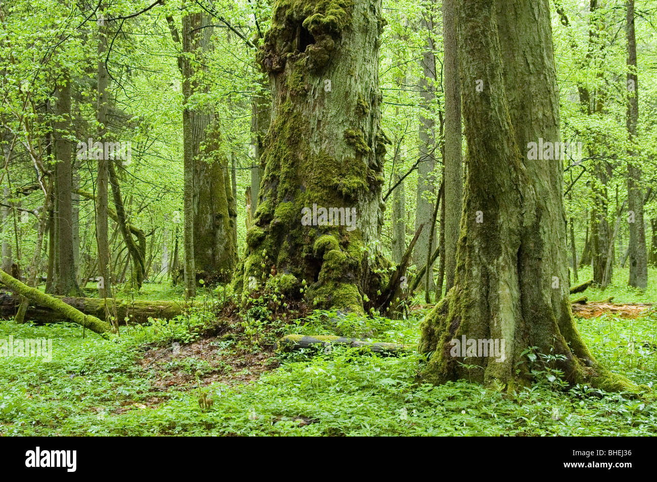 Old natural deciduous stand of Bialowieza Forest in the spring Stock ...