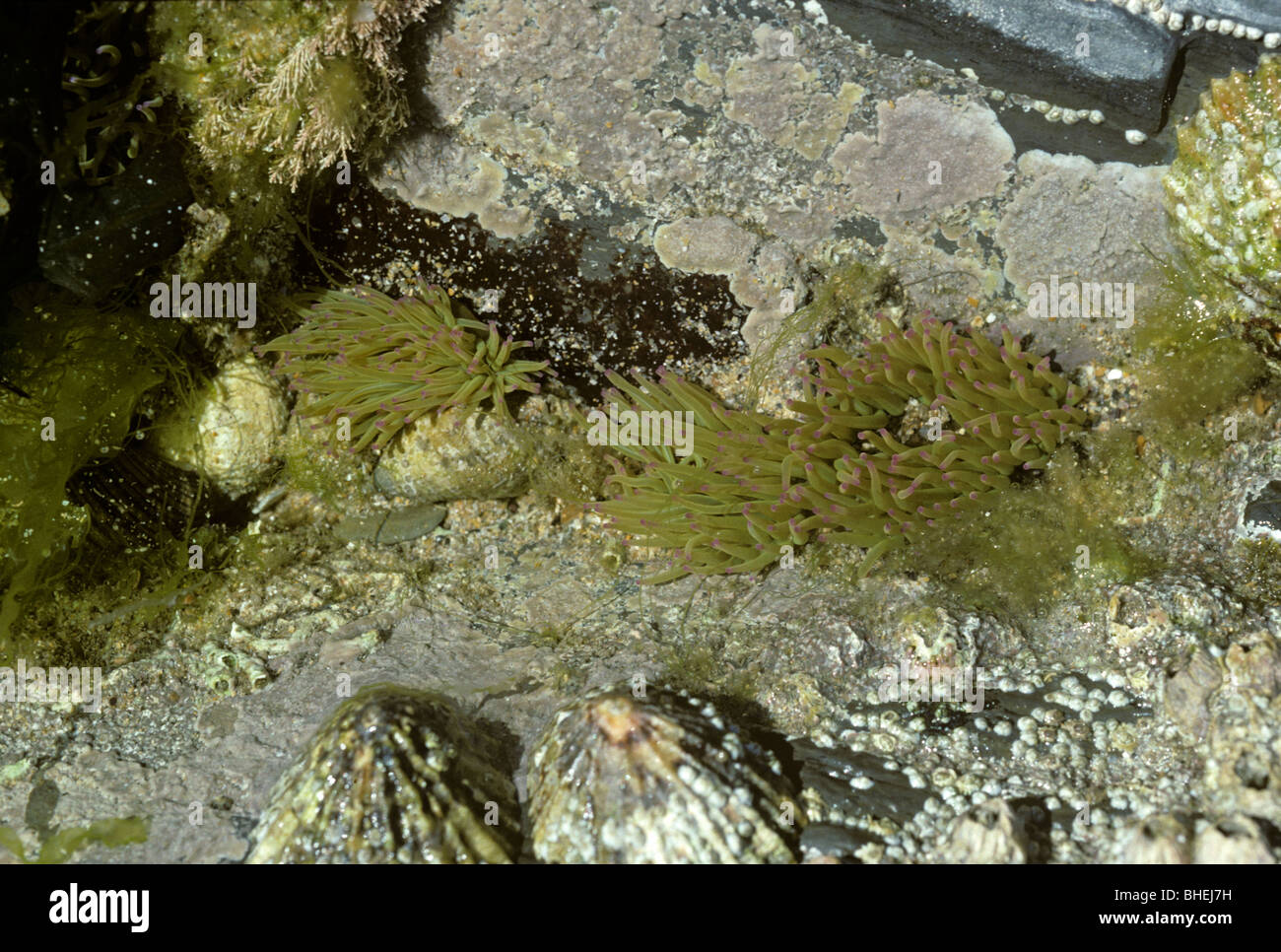 Snakelocks anemone (Anemonia viridis (= sulcata)) in a rockpool UK ...