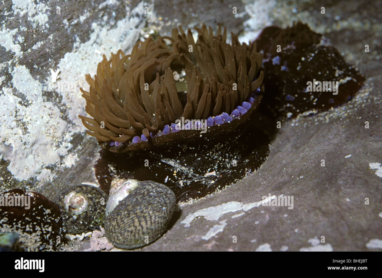Beadlet anemone (Actinia equina) showing the blue clusters of stinging ...