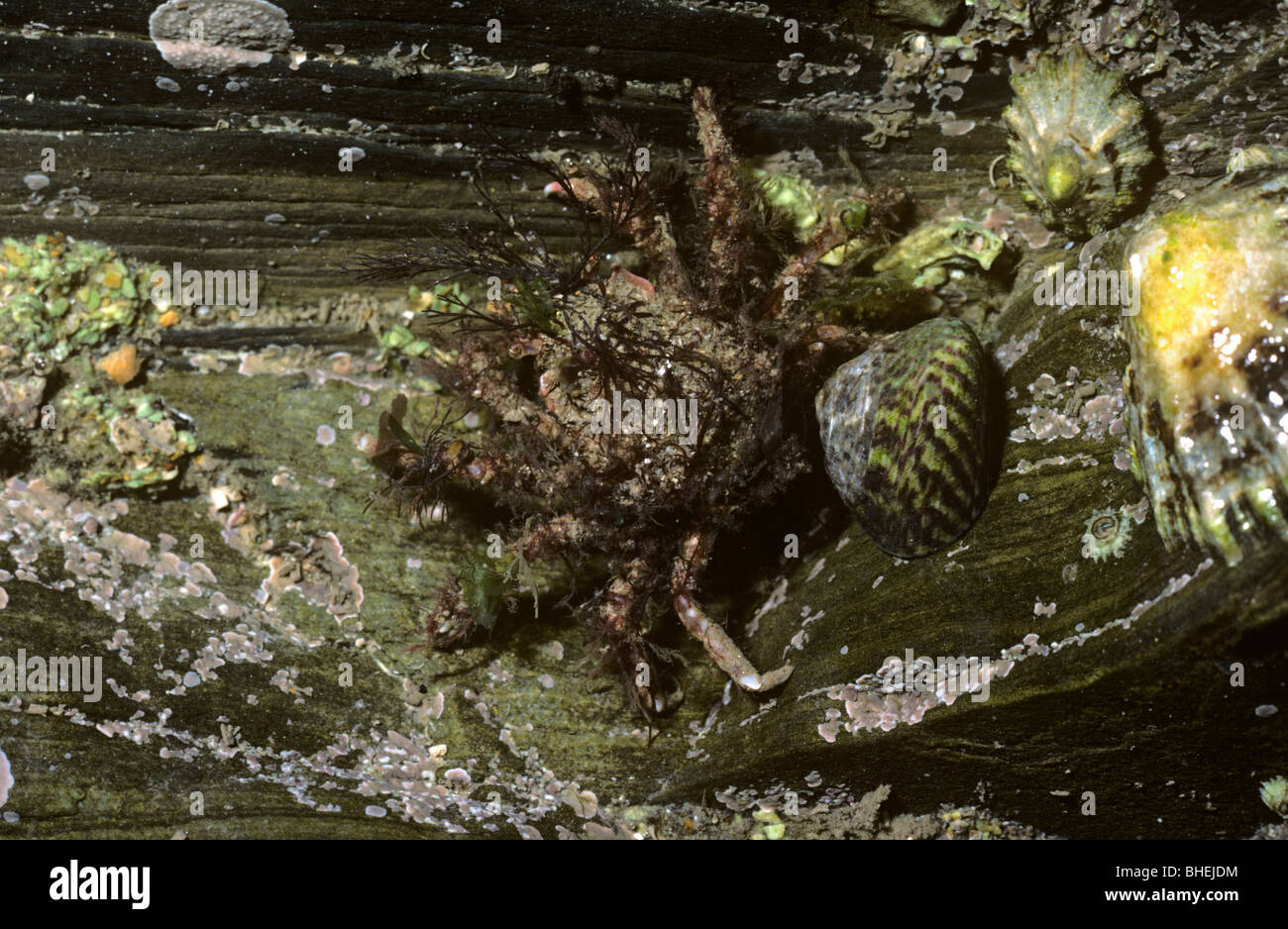 Bits of seaweed hi-res stock photography and images - Alamy