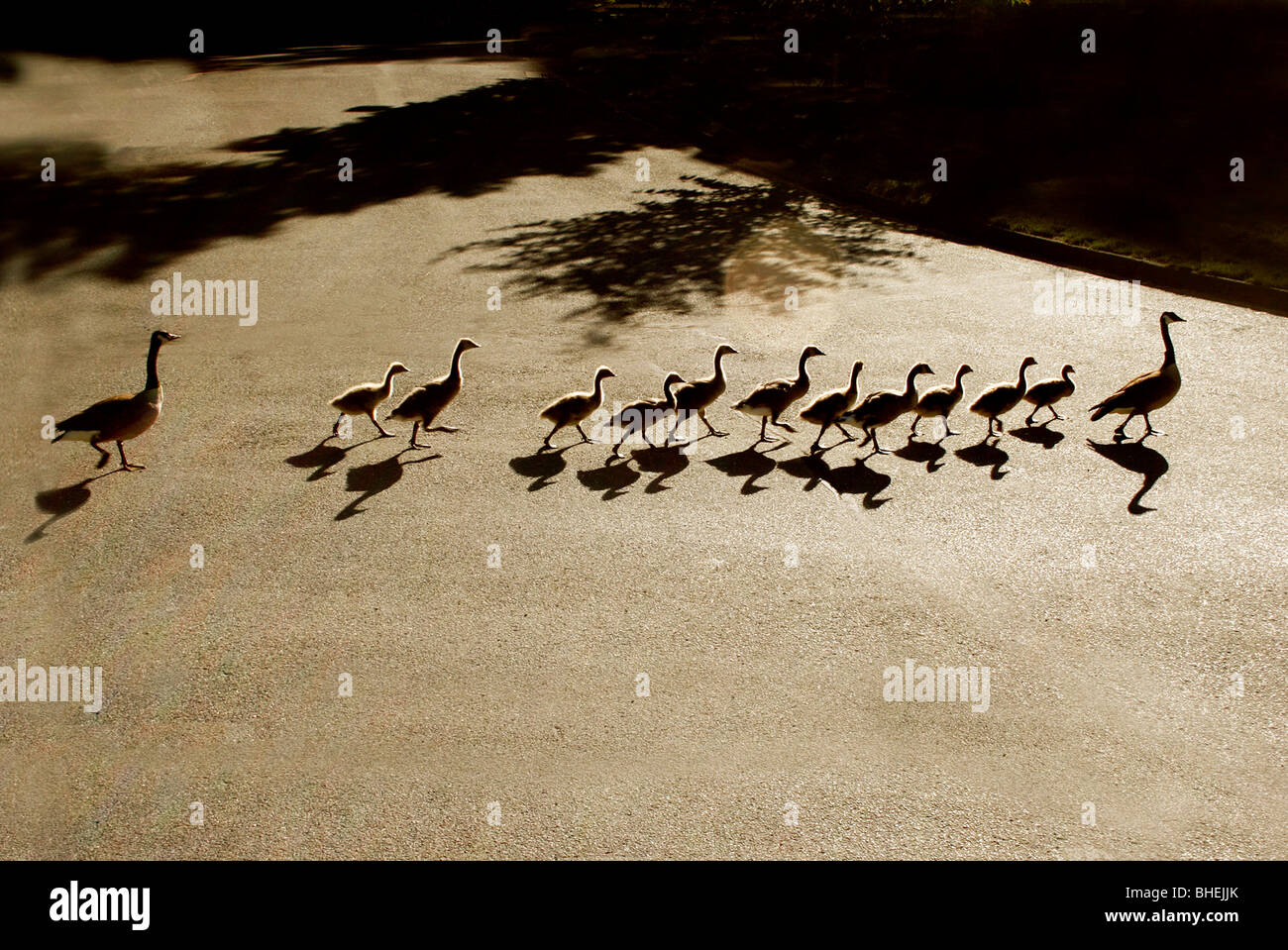 ducks in a row Stock Photo - Alamy