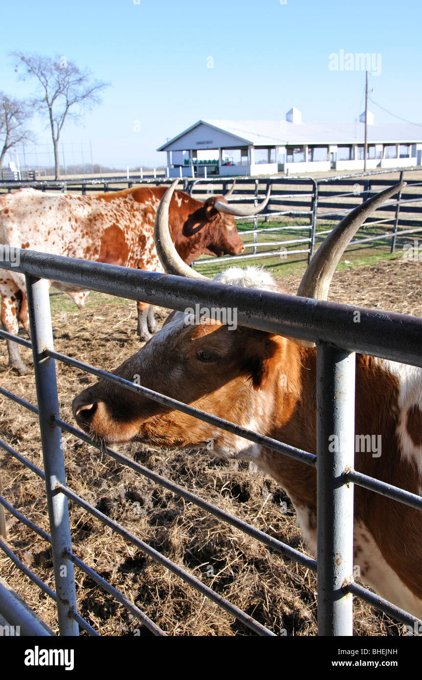 Longhorn cow, Texas, USA Stock Photo - Alamy
